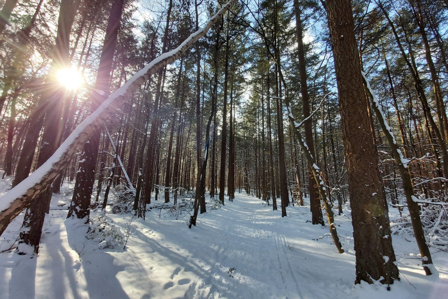 De mooiste wandelroutes van Staatsbosbeheer - Wereldwijd Wandelen