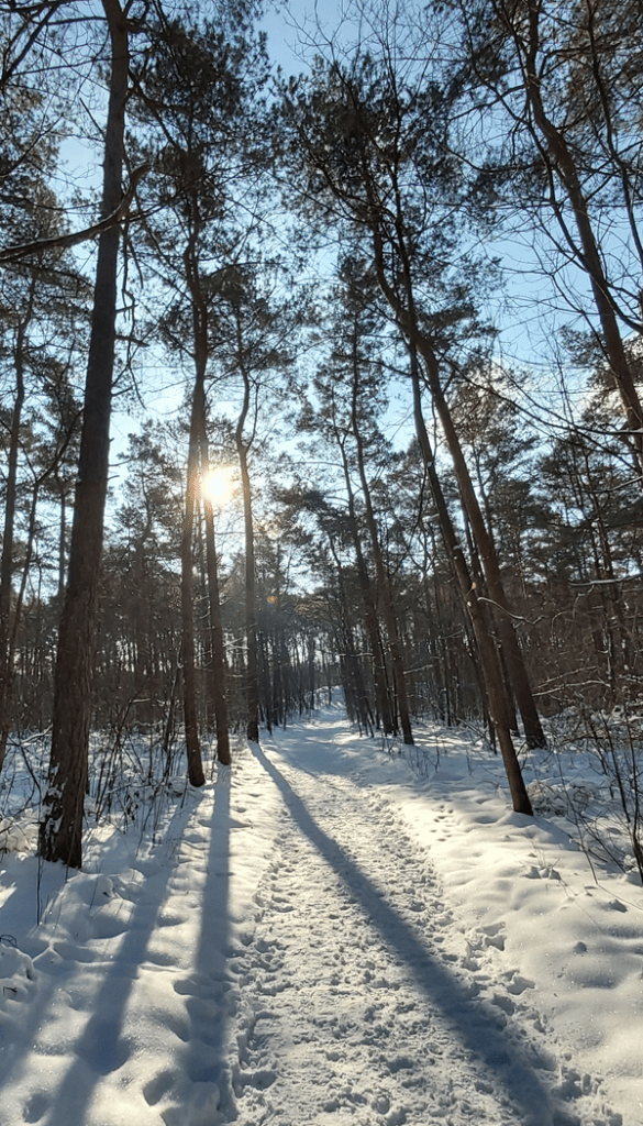 Wandeling Ronde Huis in Nunspeet, Veluwe - Wereldwijd Wandelen
