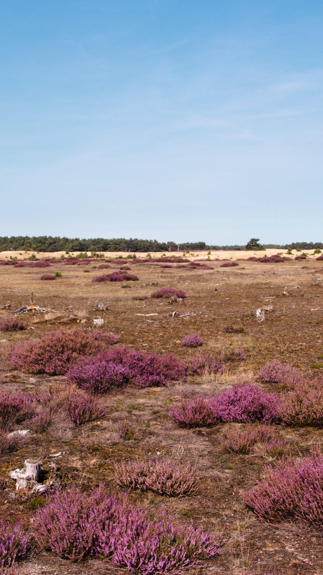 Wandelroutes Hoge Veluwe: de mooiste paaltjesroutes